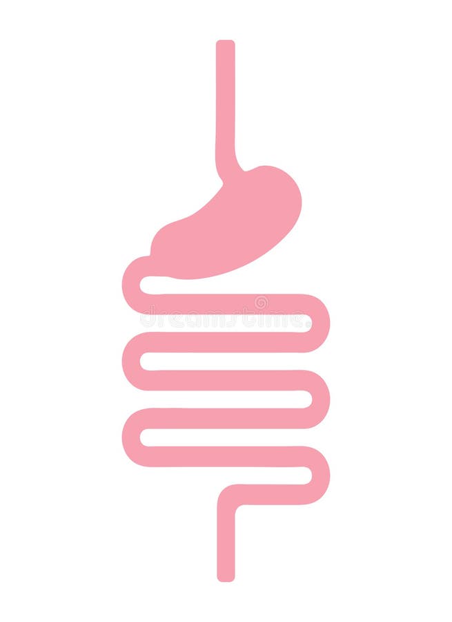 Pink Silhouette of Human Digestive System Stock Vector - Illustration ...