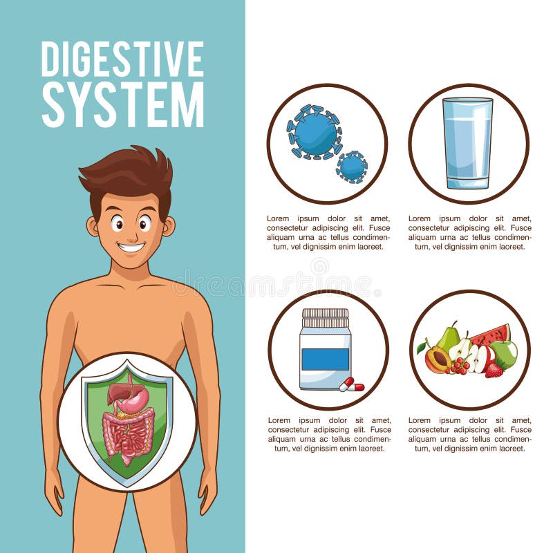 Digestive system concept stock vector. Illustration of medical - 121621792