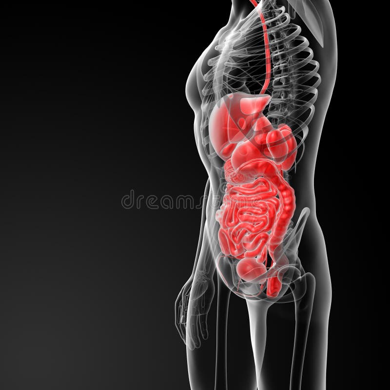Digestive system stock illustration. Illustration of anatomical - 40419398