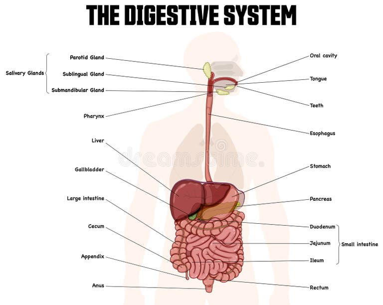 The Digestive System Diagram Stock Vector - Illustration of digestion ... The Digestive System Diagram Stock Vector - Illustration of digestion ...