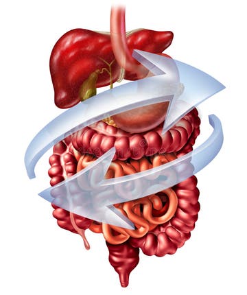 Appendix Function Stock Illustrations – 55 Appendix Function Stock ...