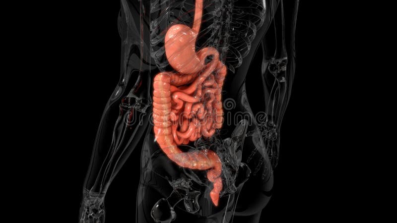 Human Digestive System (Extraction) Stock Photo - Image of anatomy ...