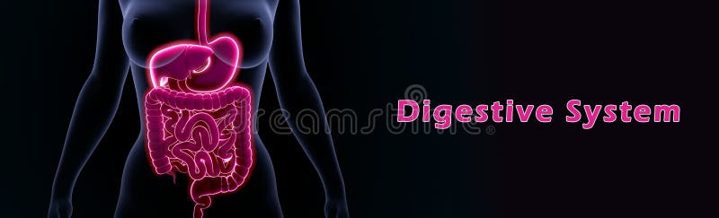 Hepatic Flexure Massage Stock Photos - Free & Royalty-Free Stock Photos ...