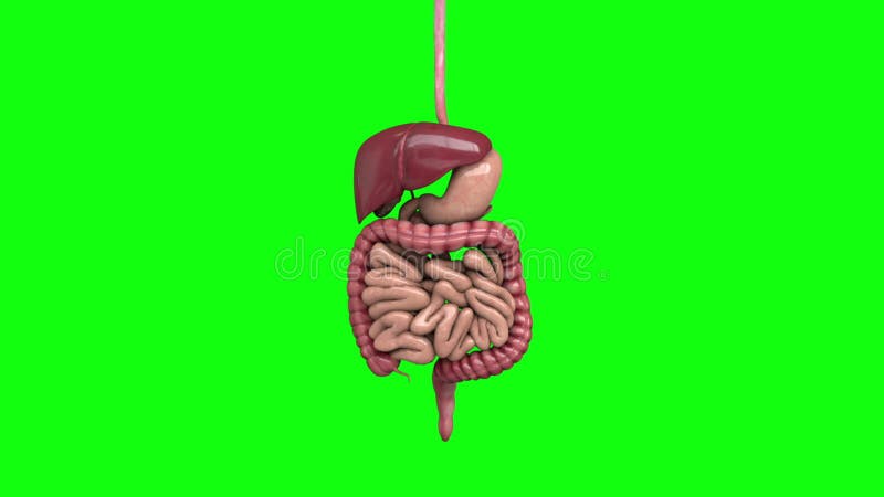 Digestive System, Human Intestines. Green Screen Footage Stock Footage ...