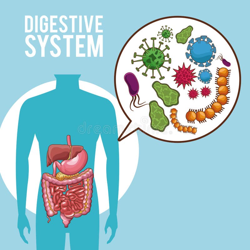 Digestive system poster stock vector. Illustration of biology - 121620684
