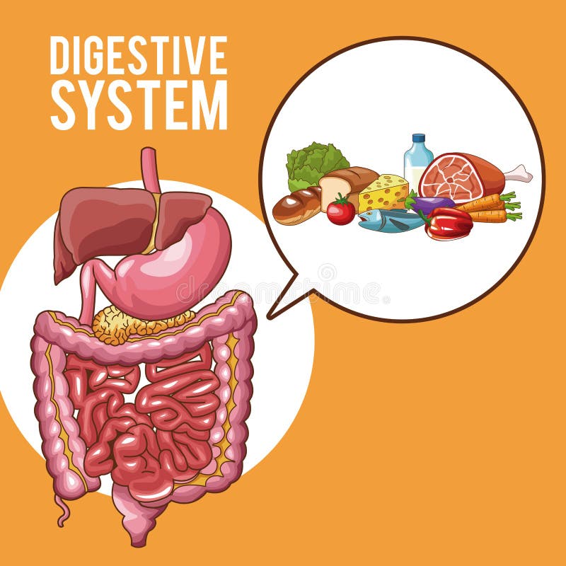 Digestive System Infographic Stock Vector - Illustration of enteric ...