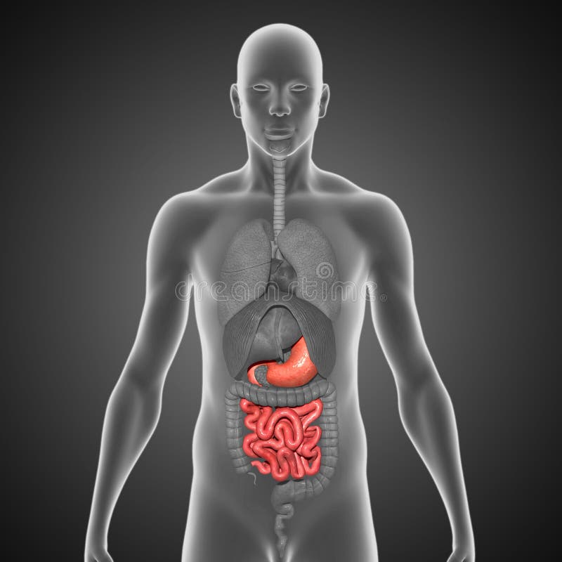 Highlighted Digestive System Stock Illustration - Illustration of small ...