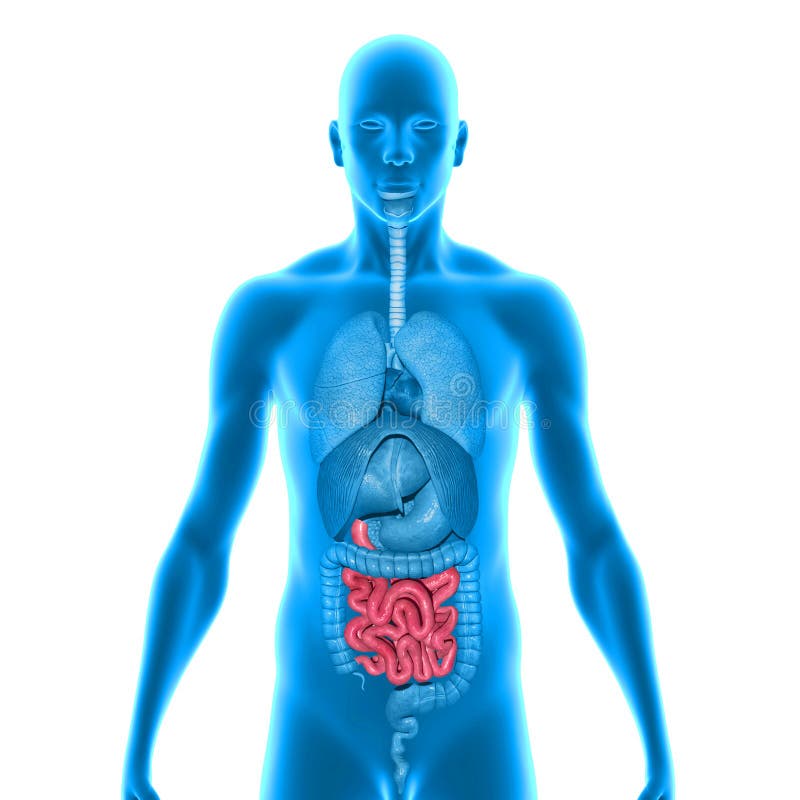 Digestive system stock illustration. Illustration of duodenum - 42136895