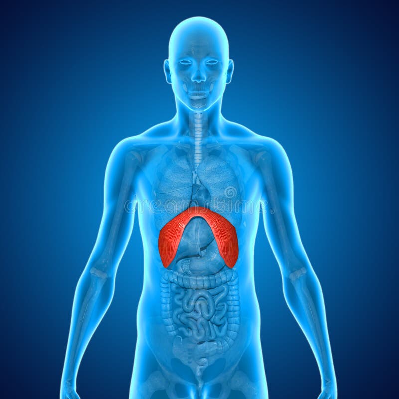 Digestive system stock illustration. Illustration of absorbed - 42136882