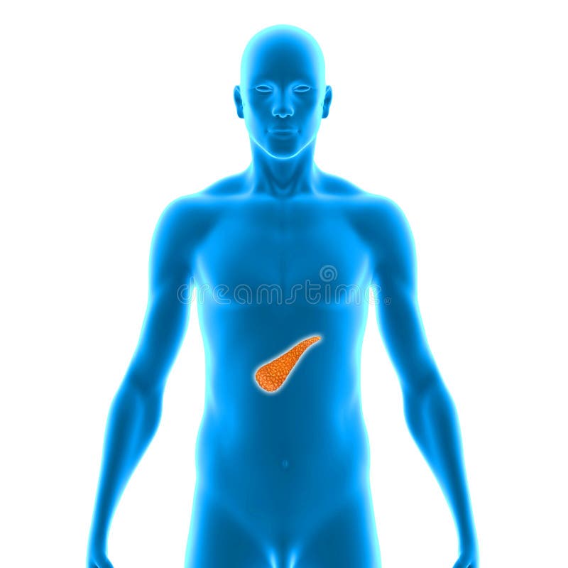 Pancreas stock illustration. Illustration of papilla - 73450152