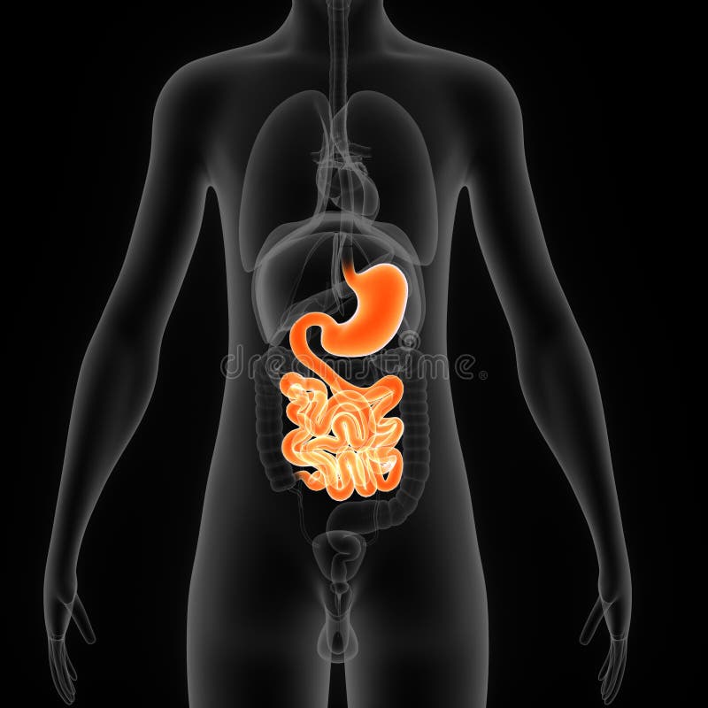 Digestive system stock illustration. Illustration of gastrointestinal ...