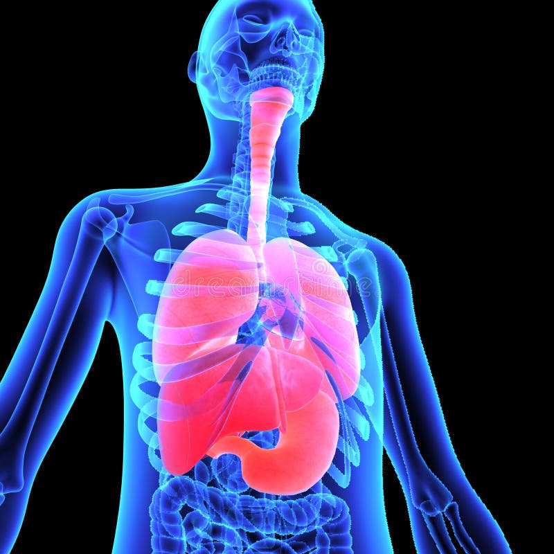 Digestive System with Organs Anterior View Stock Illustration ...