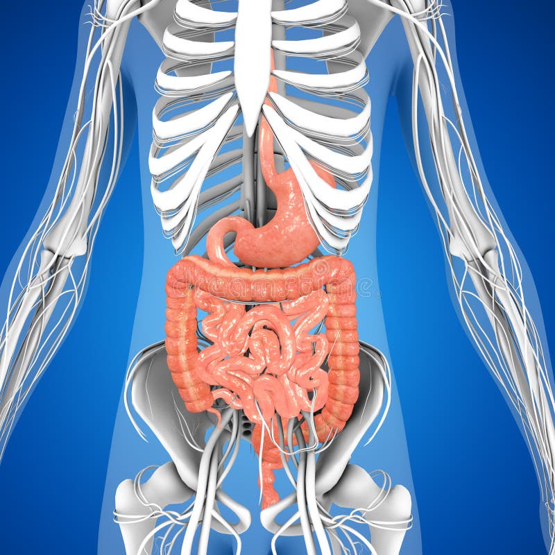 Digestive System Stock Illustration - Image: 55452047