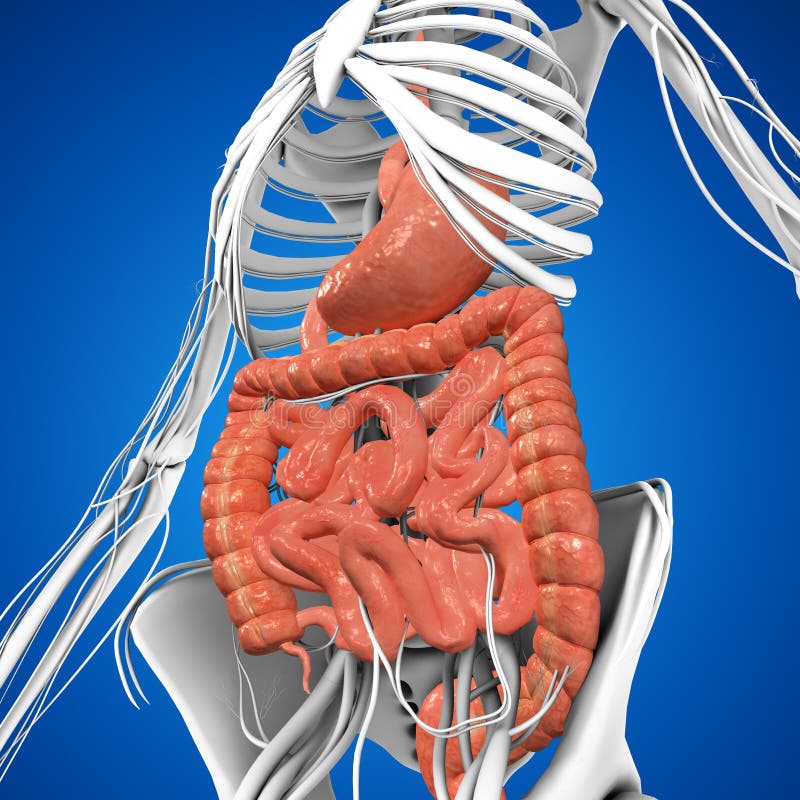 Digestive system stock illustration. Illustration of colon - 55452347