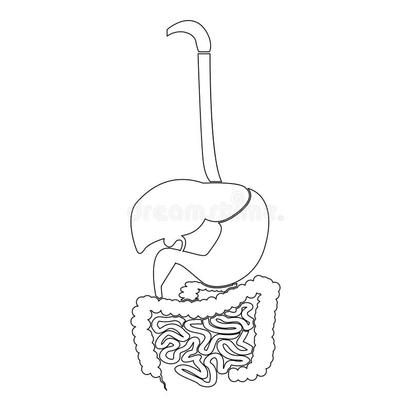 Digestive System Clipart Black And White