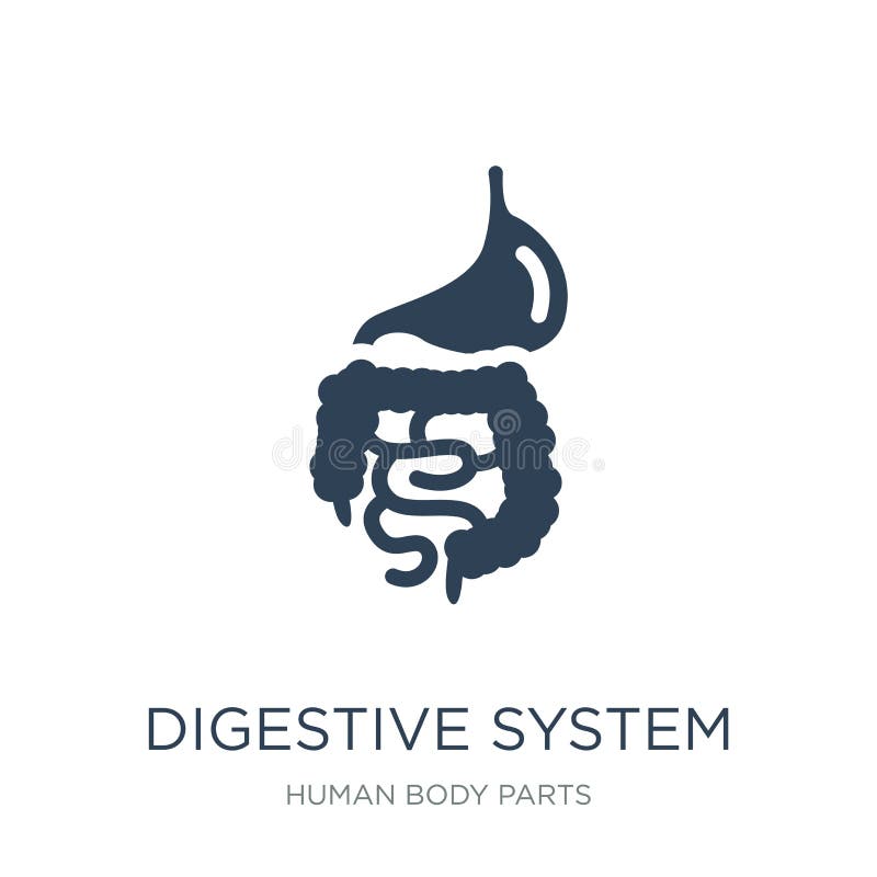 Digestive System Logo Premium Vector | Stomach Logo Icon