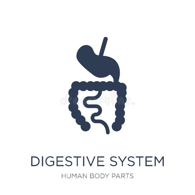 Digestive System Icon. Trendy Flat Vector Digestive System Icon Stock ...