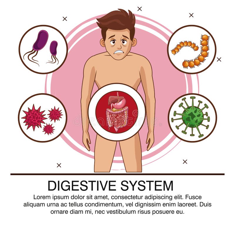 Digestive System Infographic Stock Vector - Illustration of colon ...