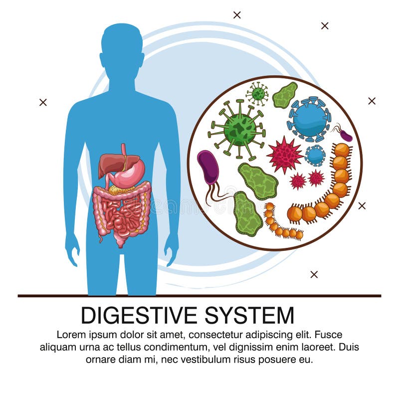 Digestive system poster stock vector. Illustration of poster - 121620569