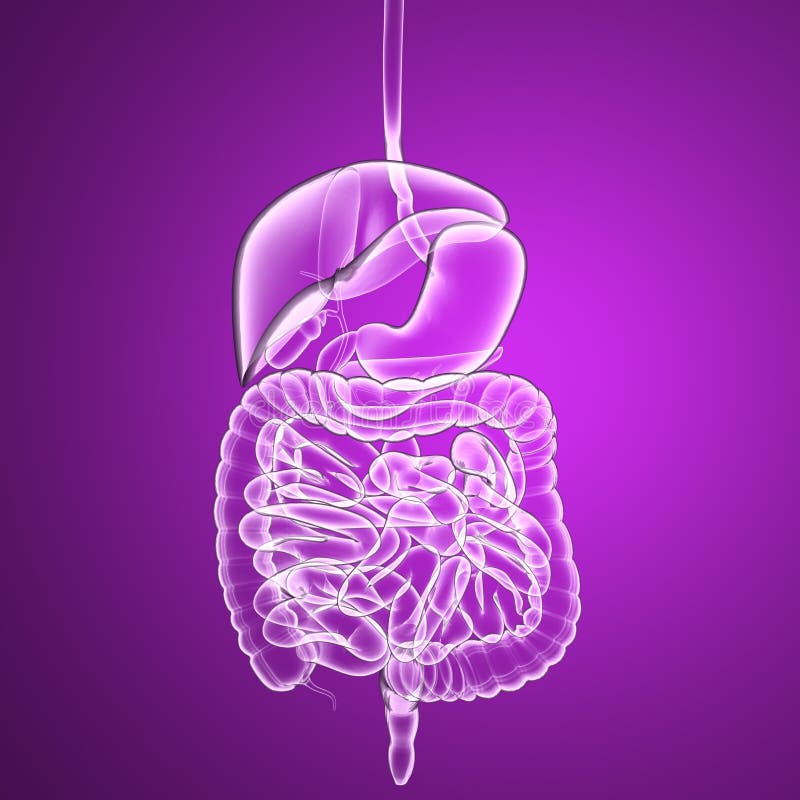Digestive System, Internal Organs Human Body X-ray Stock Illustration ...