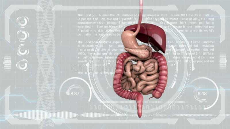 Healthy Intestines and Disease Intestines on Green Screen Rotate ...