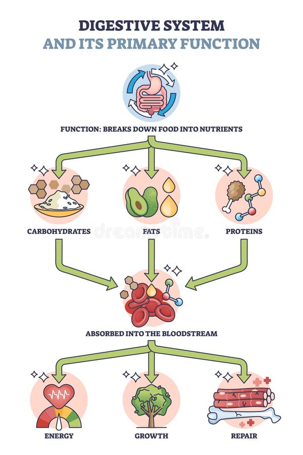 Digestive System and Its Primary Function for Metabolism Outline ...