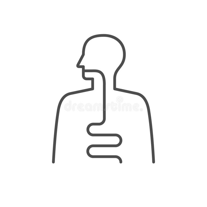 Digestive System Line Outline Icon Stock Vector - Illustration of ...
