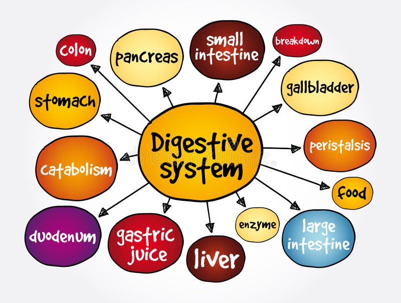 Digestive System Mind Map, Health Concept for Presentations and Reports ...