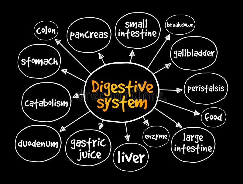 Digestive Concept Map