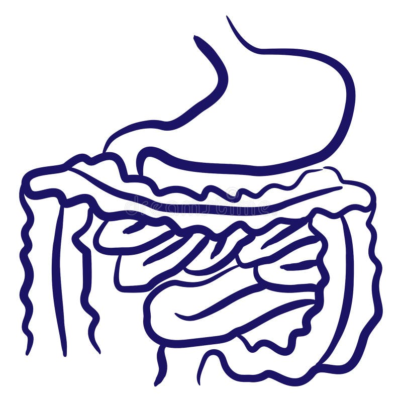 Doodle Digestive System Stock Illustrations – 388 Doodle Digestive ...