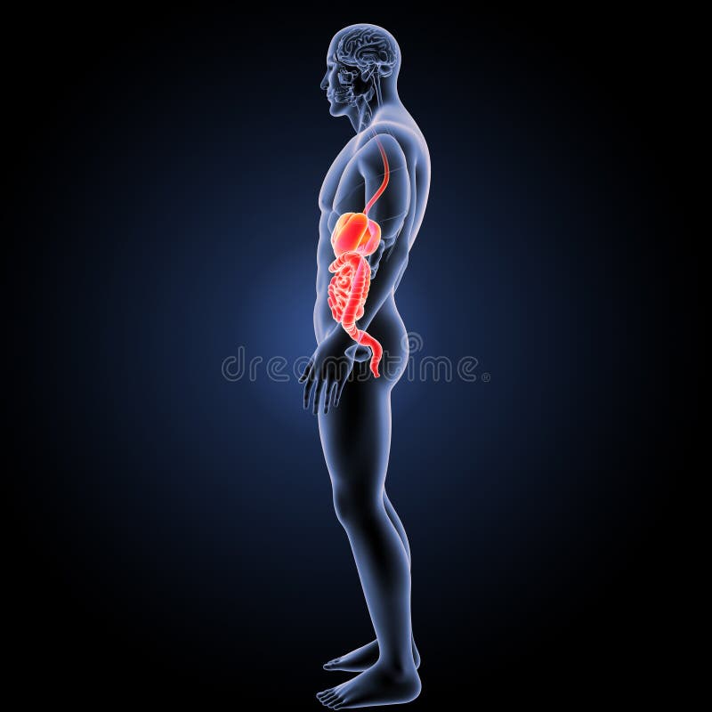 Digestive System with Organs Lateral View Stock Photo - Image of ...