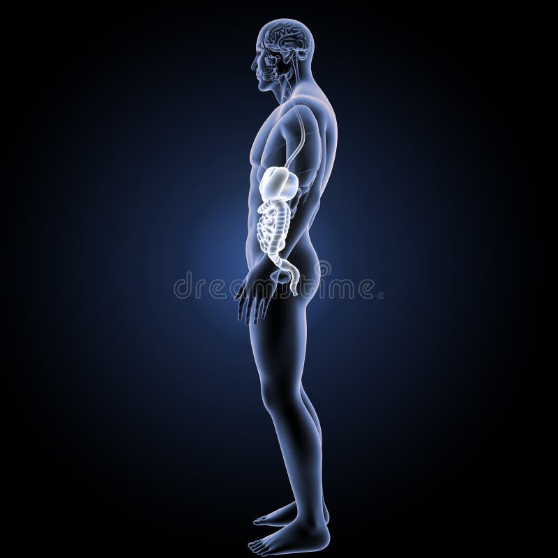 Digestive System with Organs Lateral View Stock Image - Image of anal ...