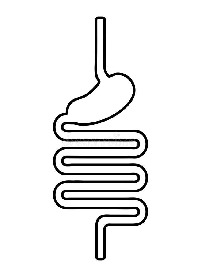 Digestive System Icon in Flat Style. Digestive Tract Outline. Stock ...
