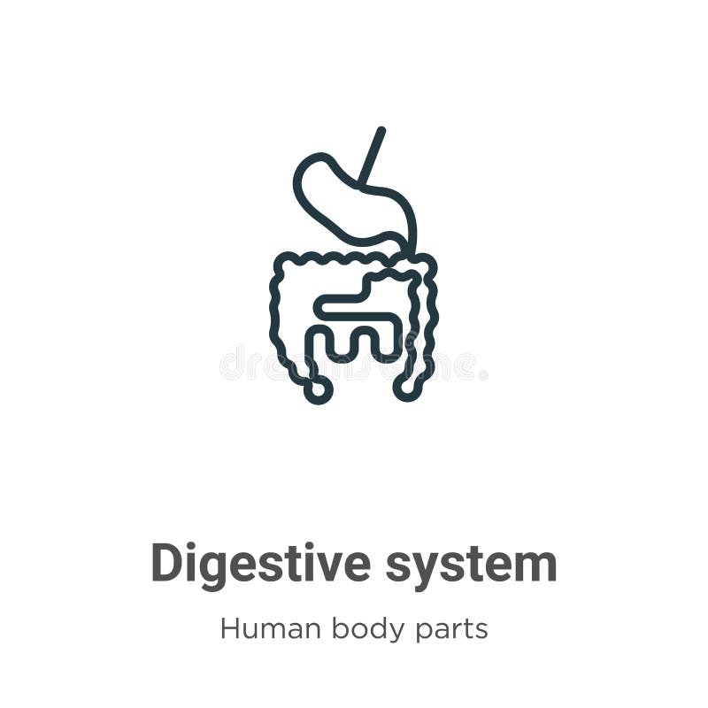 Digestive System Outline Vector Icon. Thin Line Black Digestive System ... Digestive System Outline Vector Icon. Thin Line Black Digestive System ...