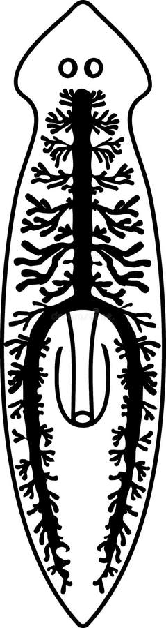 Digestive System of Planaria Stock Vector - Illustration of digestion ...