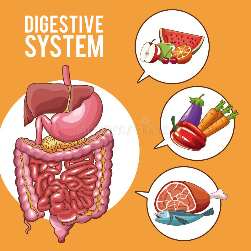 Human digestive system stock vector. Illustration of hepatic - 145448997