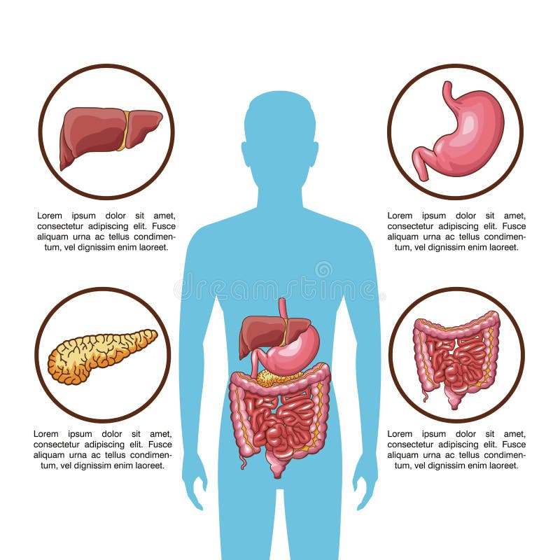 Digestive system poster stock vector. Illustration of good - 121620263
