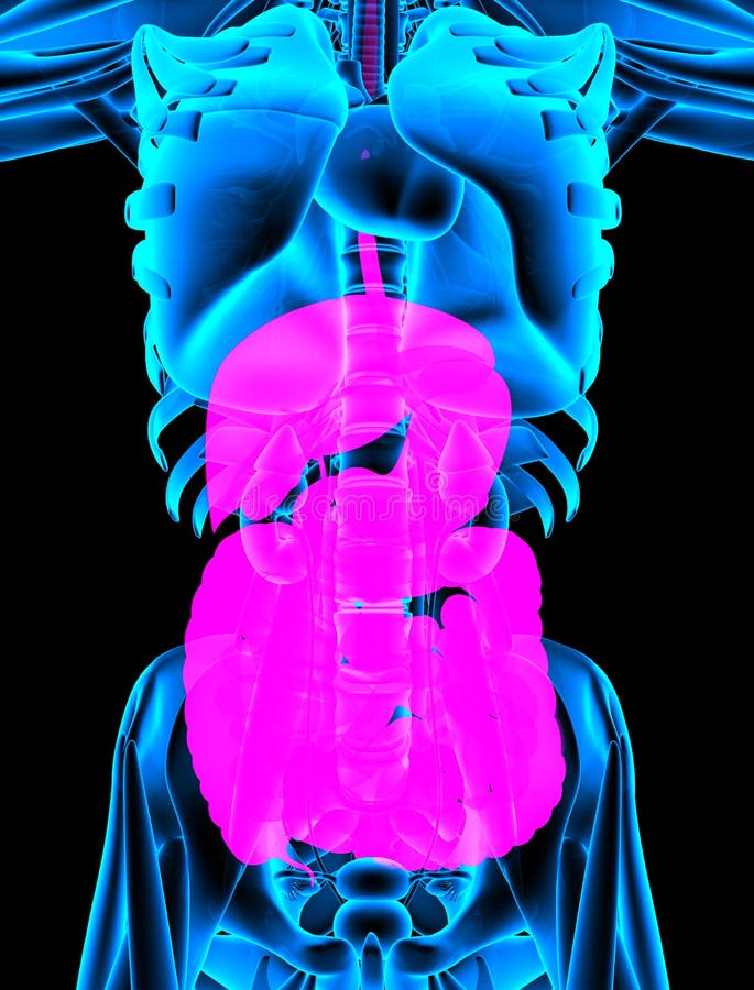 Digestive System X-ray Close Up Stock Illustration - Illustration of ...