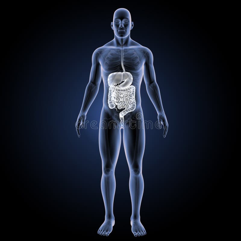 Digestive System with Skeleton Anterior View Stock Illustration ...