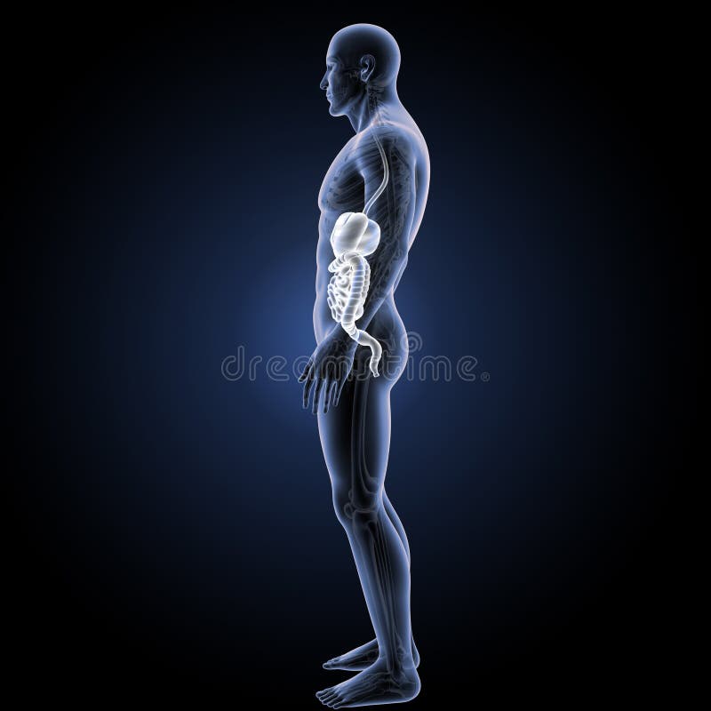 Digestive System with Skeleton Lateral View Stock Illustration ...