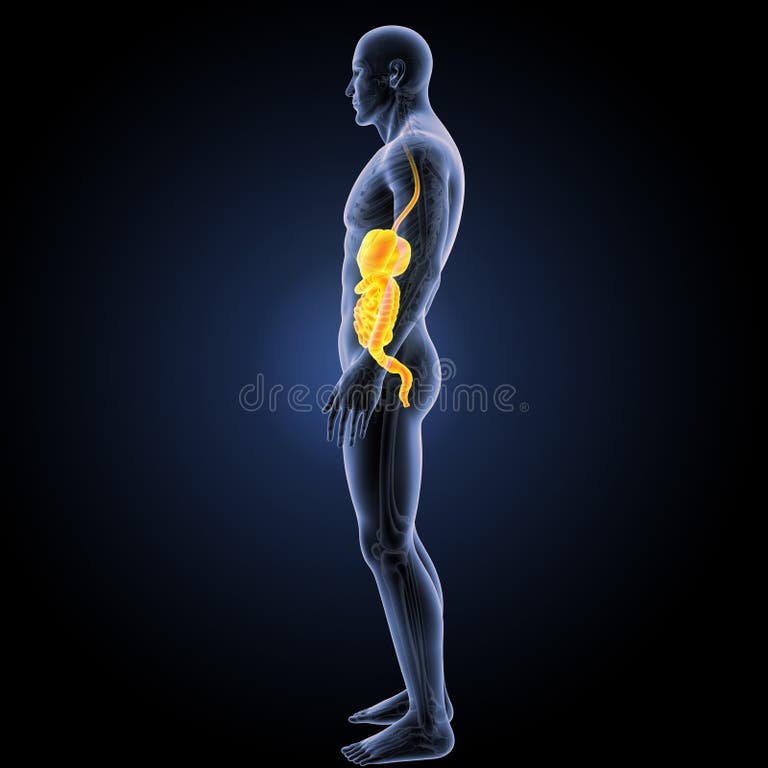 Digestive System with Skeleton Lateral View Stock Illustration ...
