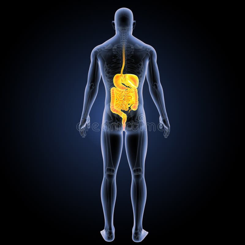 Digestive System with Skeleton Posterior View Stock Illustration ...