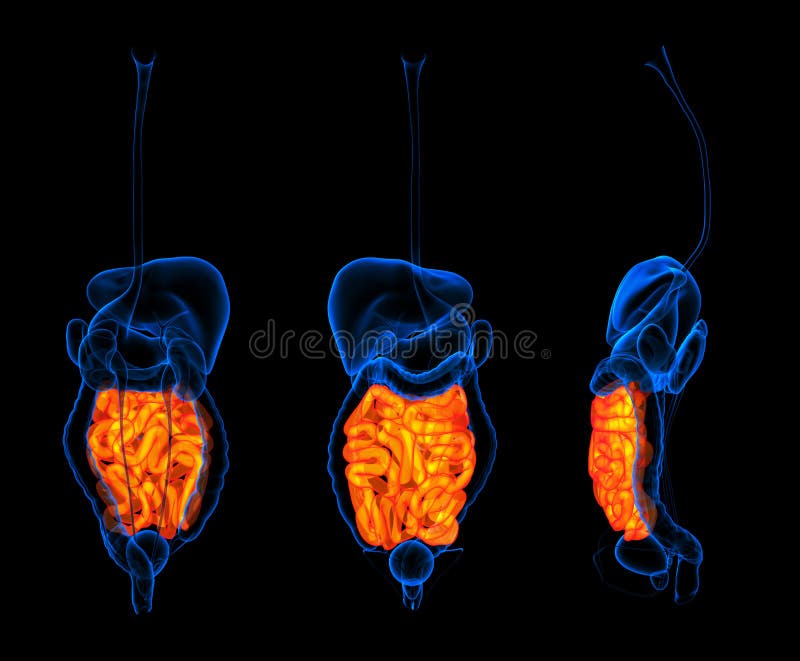 Small intestine stock illustration. Illustration of anatomy - 88904690