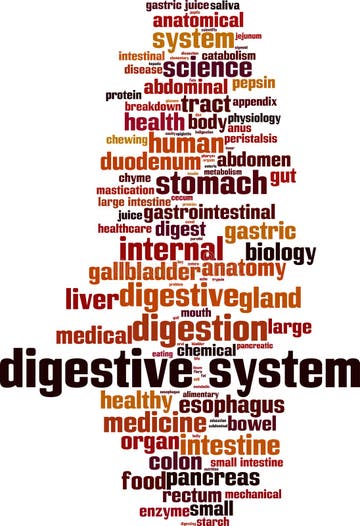 Digestive System Word Cloud Stock Vector - Illustration of catabolism ...