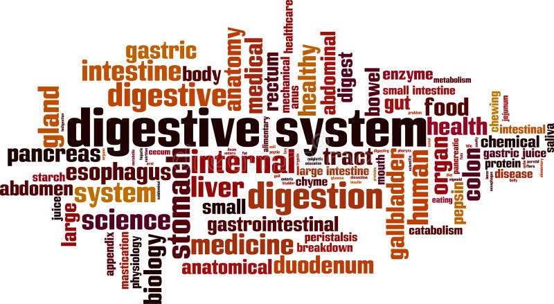 Digestive System Word Cloud Stock Vector - Illustration of esophagus ...