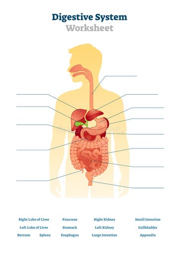Digestive System Diagram Stock Illustrations – 7,524 Digestive System ...