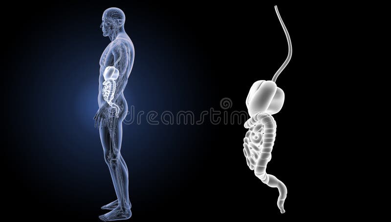 Digestive System Zoom with Anatomy Lateral View Stock Image - Image of ...