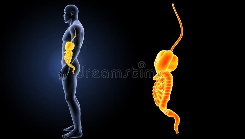 Digestive Lateral View Stock Illustrations – 452 Digestive Lateral View ...