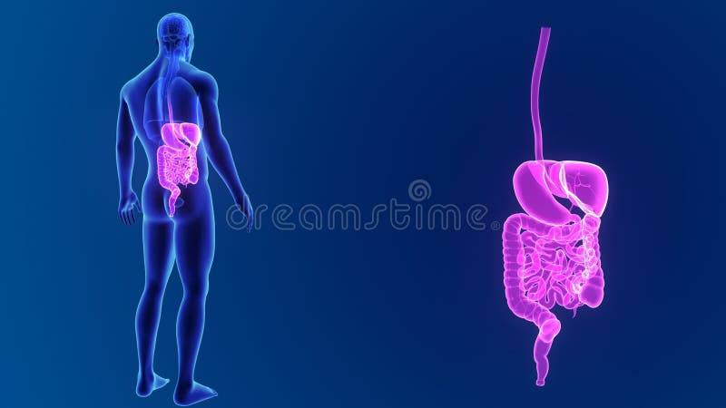 Digestive System Zoom with Organs Stock Footage - Video of antrum ...