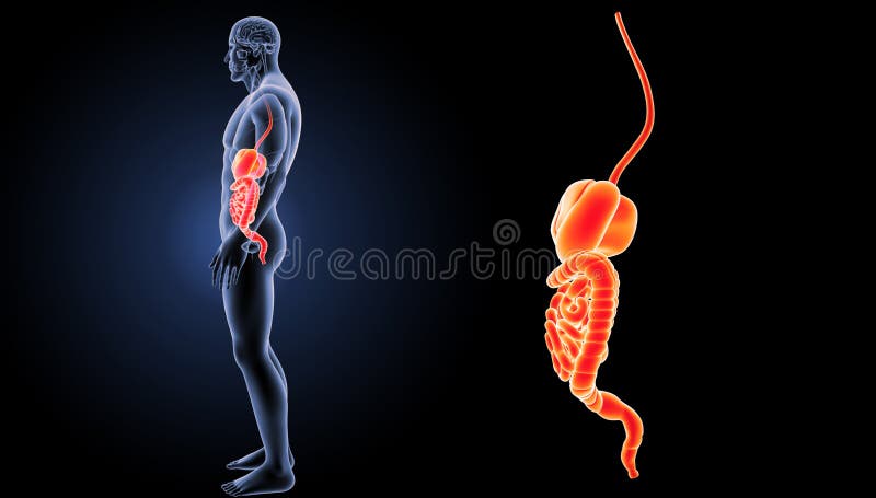 Digestive System Zoom with Organs Lateral View Stock Image - Image of ...